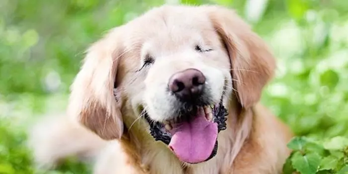 Smiley The Blind Golden Retriever Werd de Perfect Therapy Dog (Foto's)