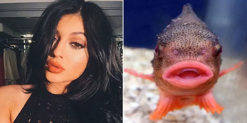 12 visse wat net soos meisies lyk wat die Kylie Jenner-uitdaging gedoen het