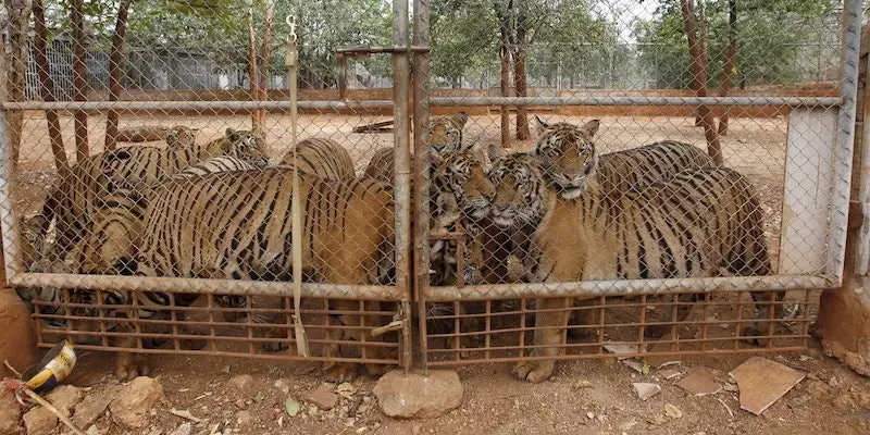 Encuentran 40 cachorros de tigre muertos en congeladores en este famoso templo