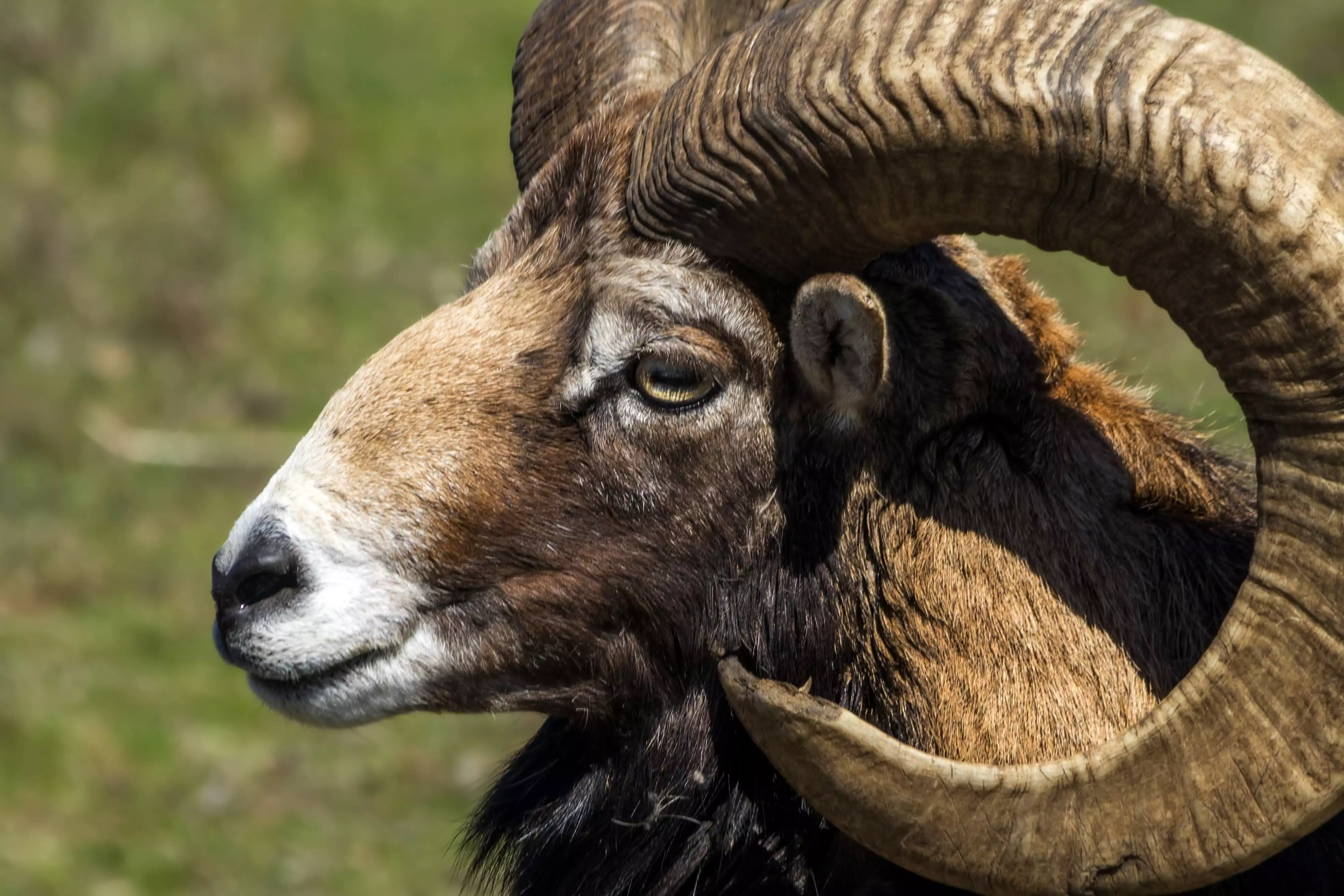 Cada signo del zodiaco tiene un animal