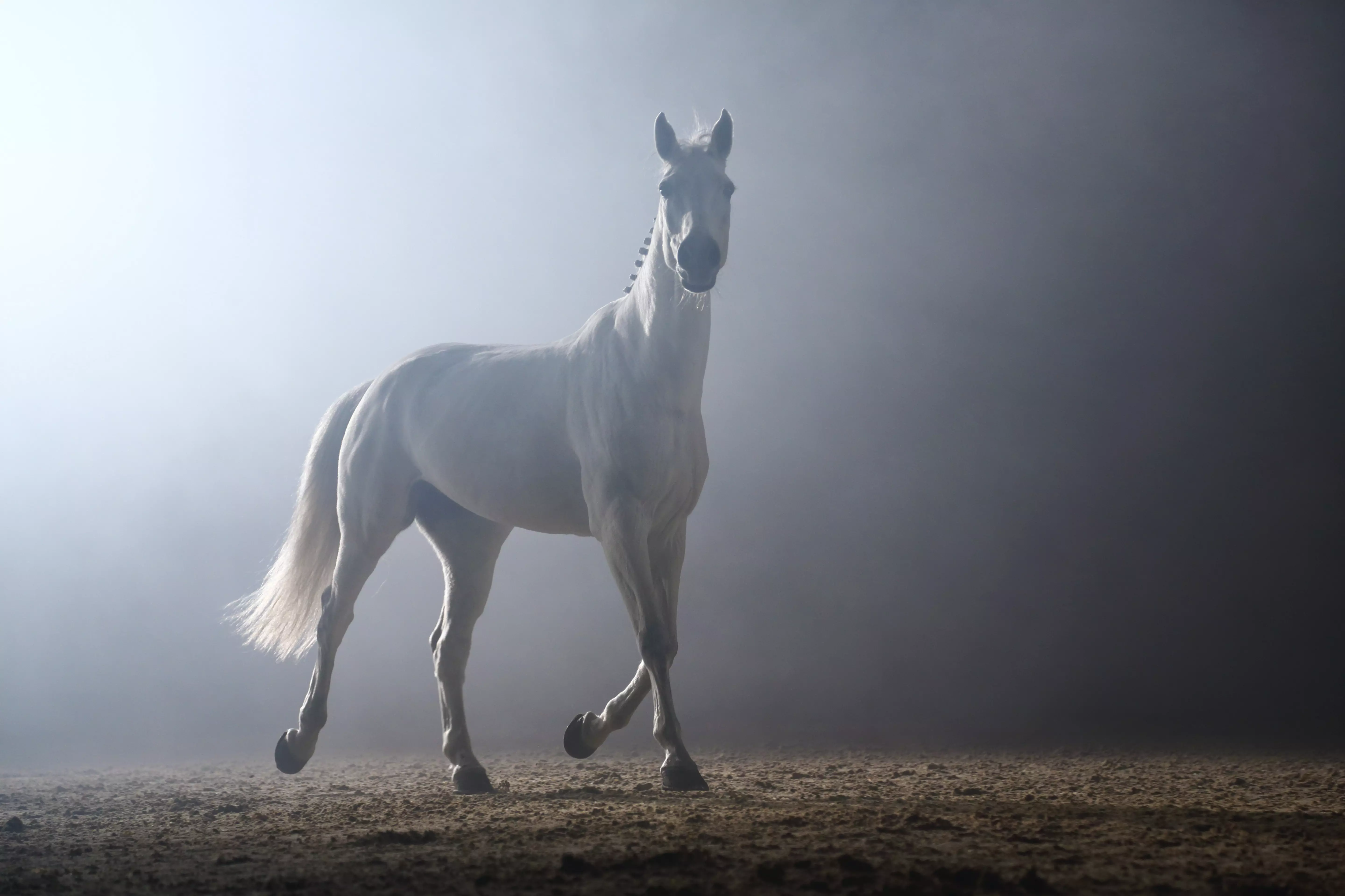 Cada signo del zodiaco tiene un animal