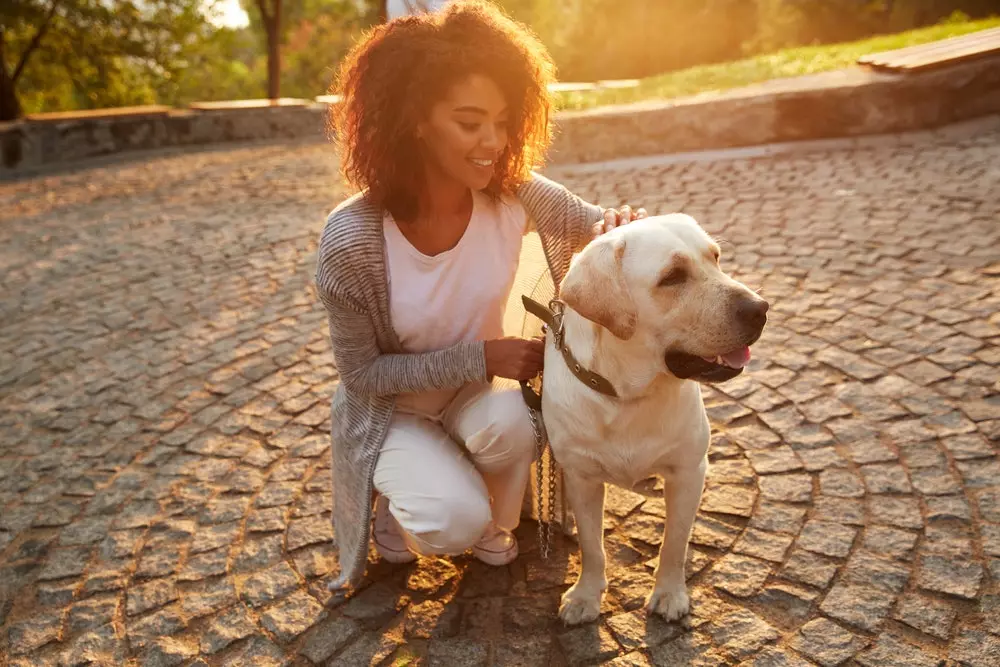 34 Caption Labradorable Kanggo Njupuk Asu Panjenengan Mlaku-mlaku