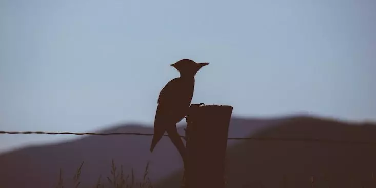 چگونه علامت زودیاک بومی آمریکا می تواند به شما کمک کند تا خودتان را بهتر بشناسید 33822_6