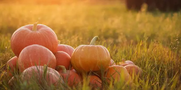 Tämä Pumpkin Spice Vodka varmistaa, että Halloween on täynnä 49983_1