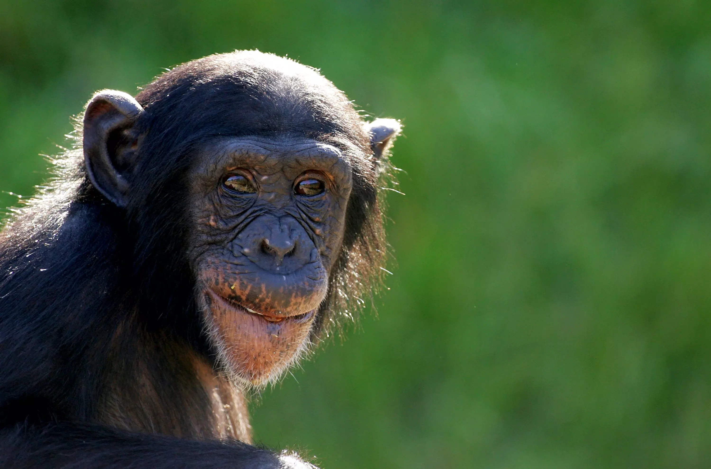 8 animais que estão brincando na frente da câmera que vão fazer você rir 60870_1