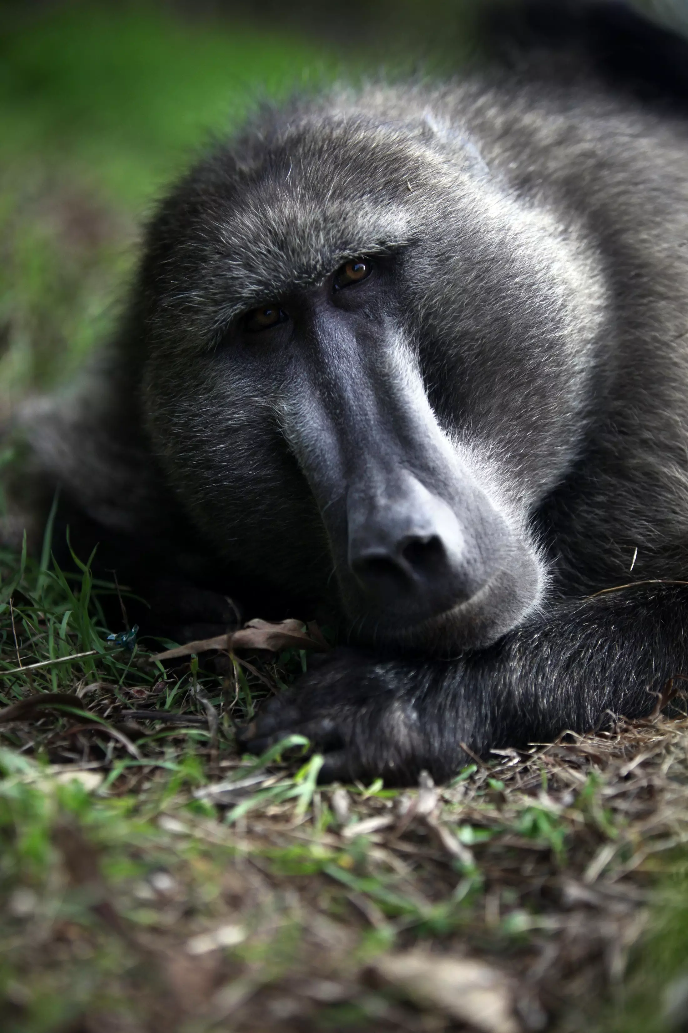 8 animais que estão brincando na frente da câmera que vão fazer você rir 60870_6