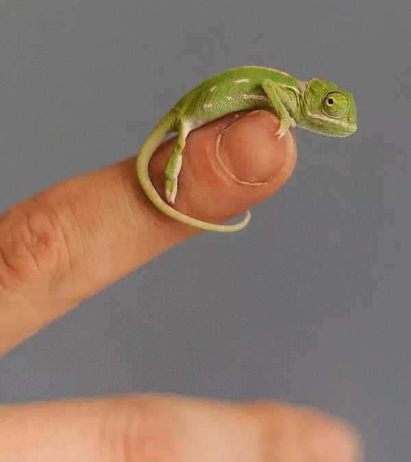 Los diminutos camaleones recién nacidos son la mascota sorprendentemente adorable que deseas 9709_1