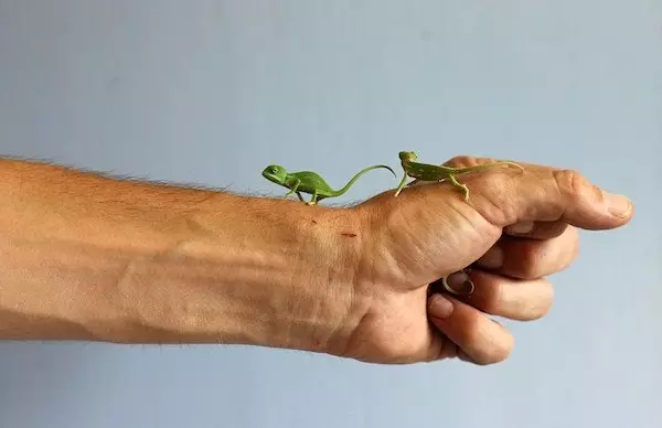 Los diminutos camaleones recién nacidos son la mascota sorprendentemente adorable que deseas 9709_3