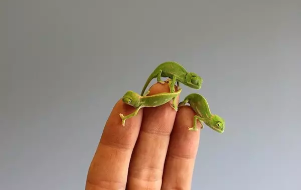 Obere chameleons amụrụ ọhụrụ bụ anụ ụlọ mara mma nke ị chọrọ 9709_4