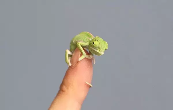 Los diminutos camaleones recién nacidos son la mascota sorprendentemente adorable que deseas 9709_5