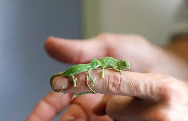 Obere chameleons amụrụ ọhụrụ bụ anụ ụlọ mara mma nke ị chọrọ 9709_6