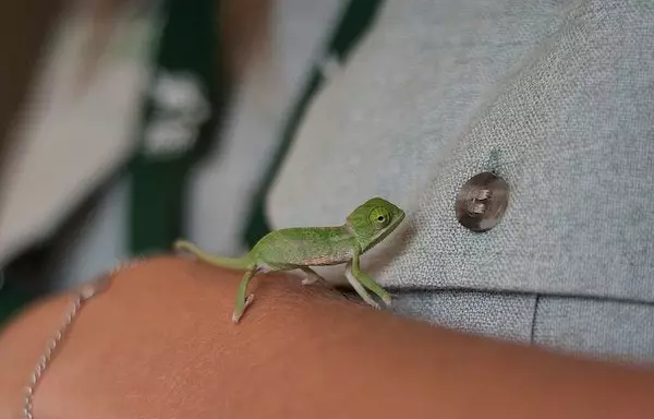 Los diminutos camaleones recién nacidos son la mascota sorprendentemente adorable que deseas 9709_8